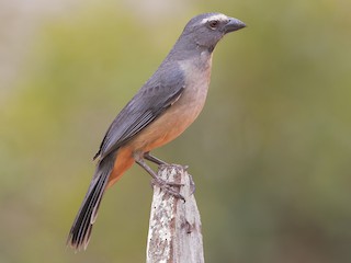Bluish-gray Saltator - Saltator coerulescens - Birds of the World