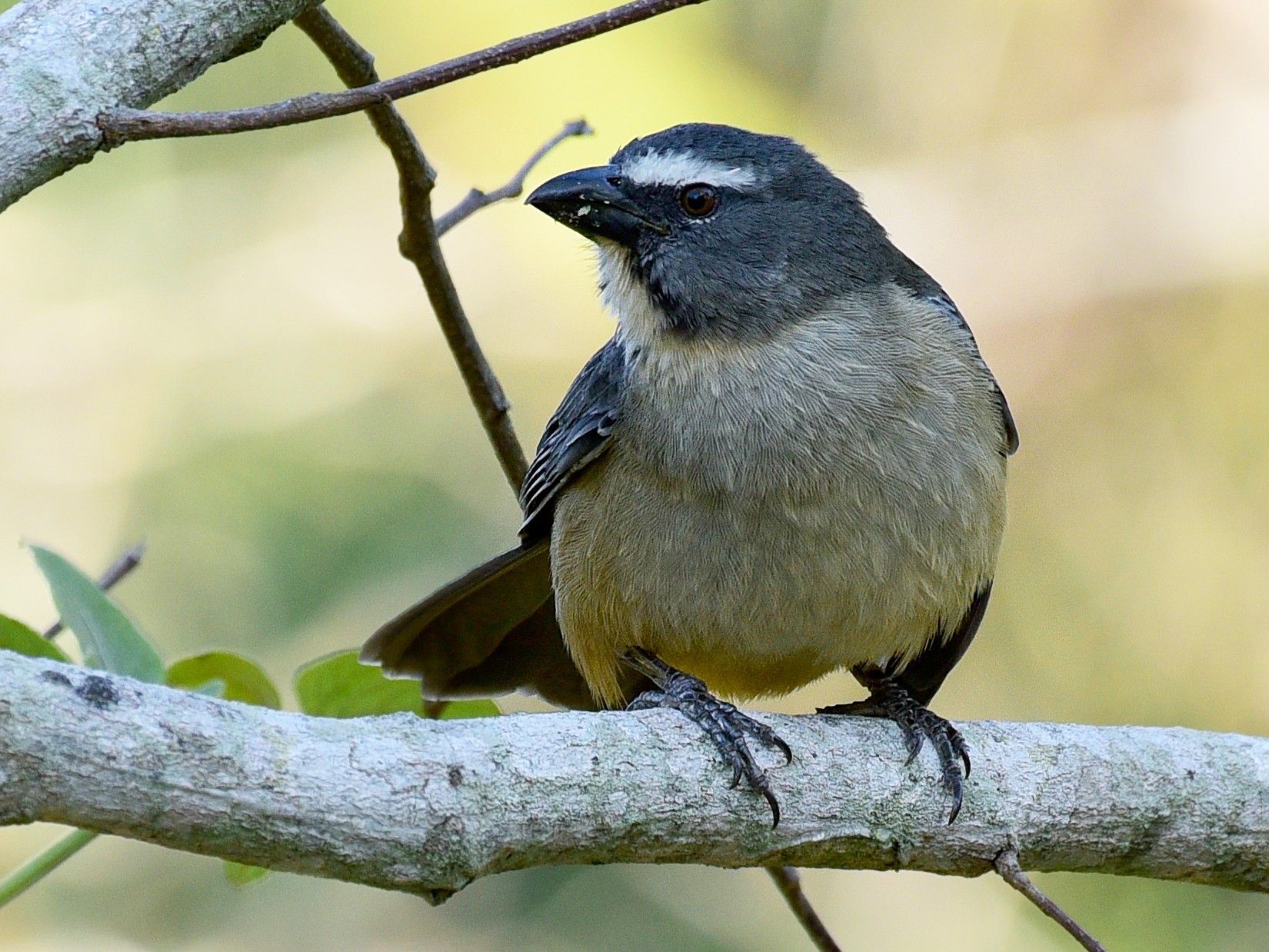 Bluish-gray Saltator - eBird