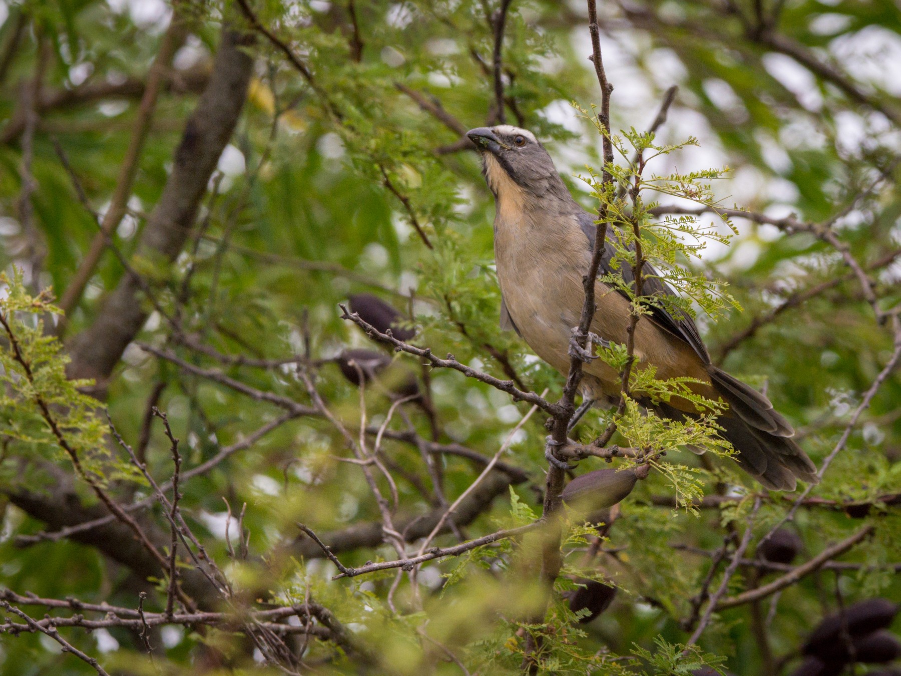 Bluish-gray Saltator - eBird