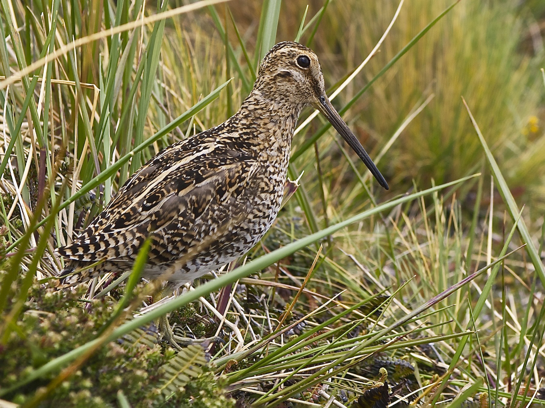 Magellanic Snipe - eBird
