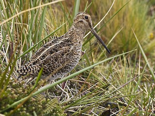 Magellanic Snipe - eBird