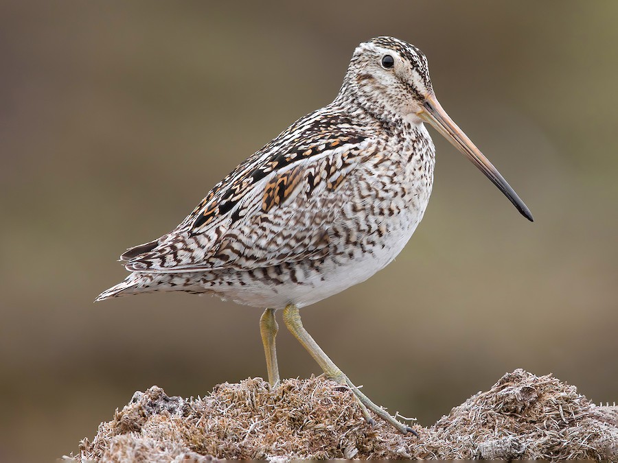 Magellanic Snipe - eBird