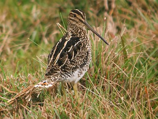 Pantanal Snipe - eBird