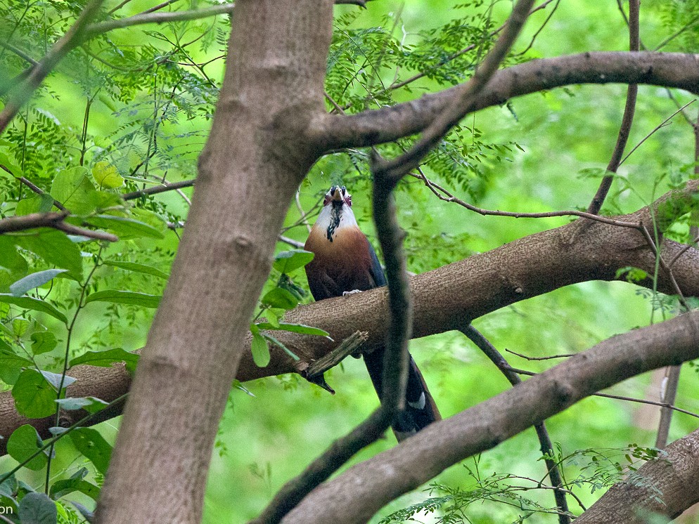 Scale-feathered Malkoha - eBird