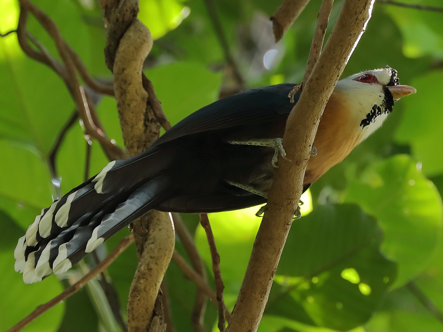 Scale-feathered Malkoha - eBird