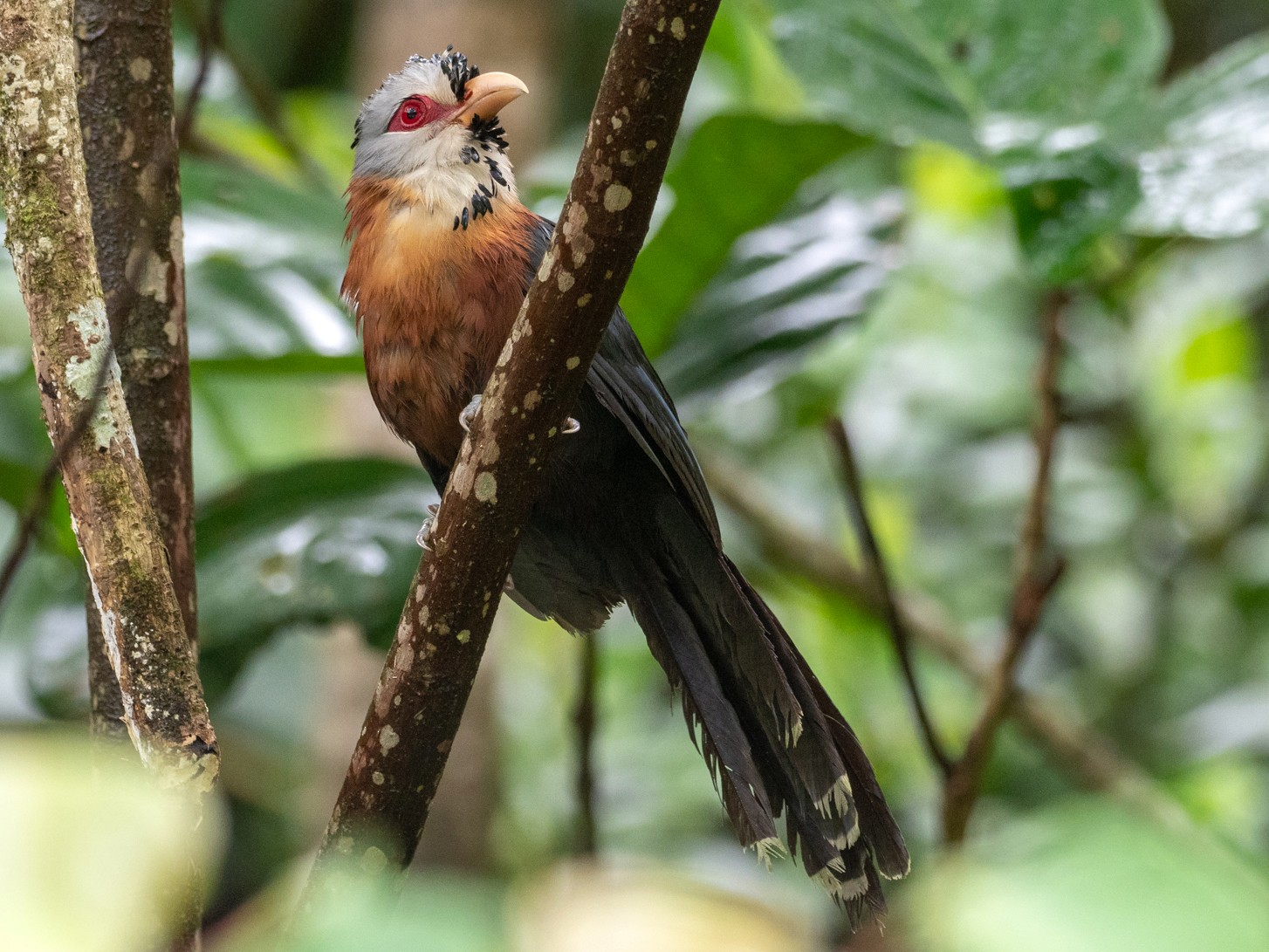 Scale-feathered Malkoha - eBird