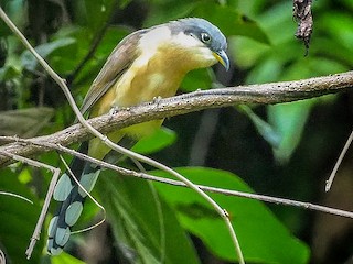 Cocos Cuckoo - eBird