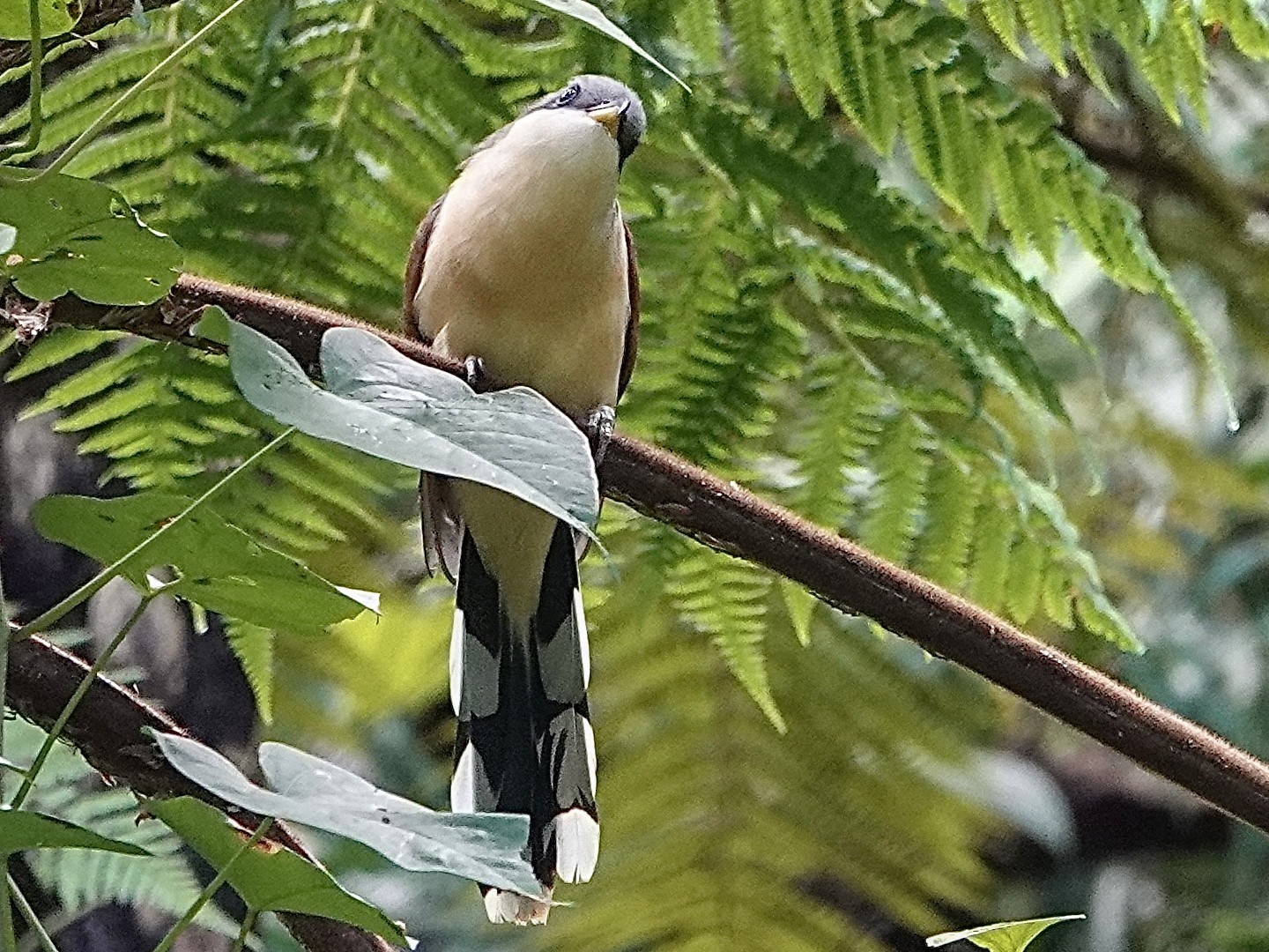 Cocos Cuckoo - eBird
