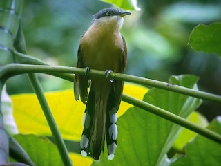 Cocos Cuckoo - eBird