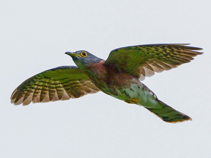 Philippine Hawk-Cuckoo - eBird