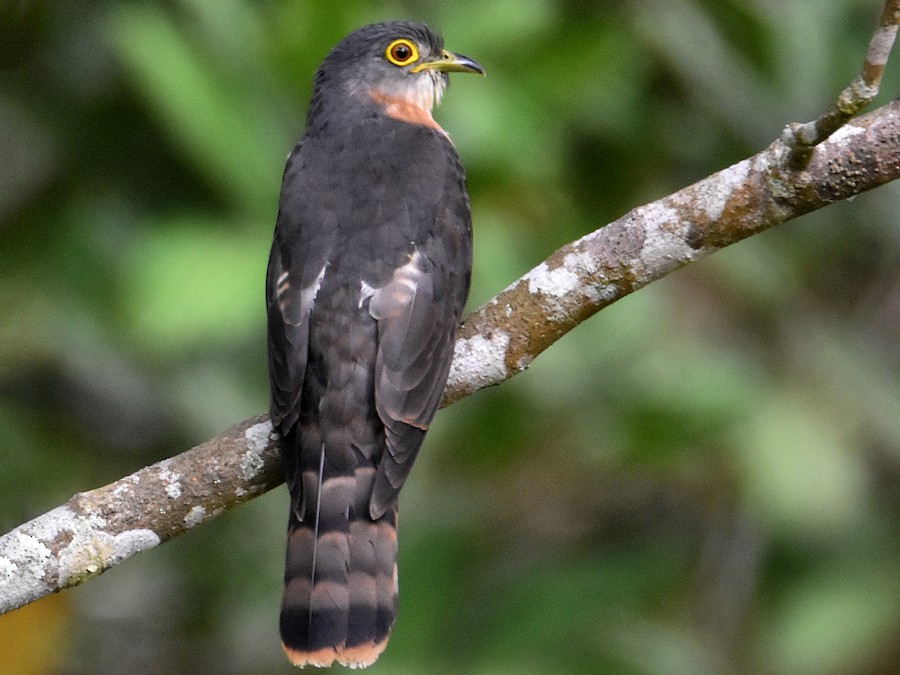 Philippine Hawk-Cuckoo - eBird