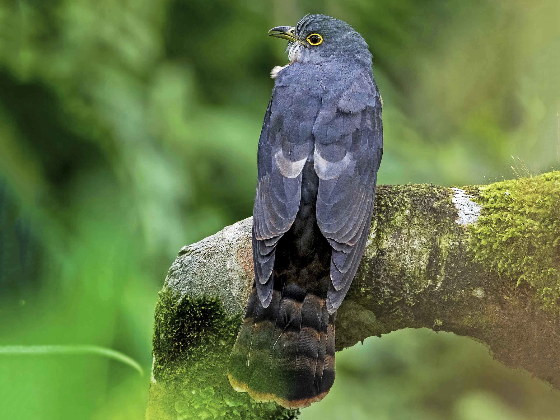 Philippine Hawk-Cuckoo - eBird
