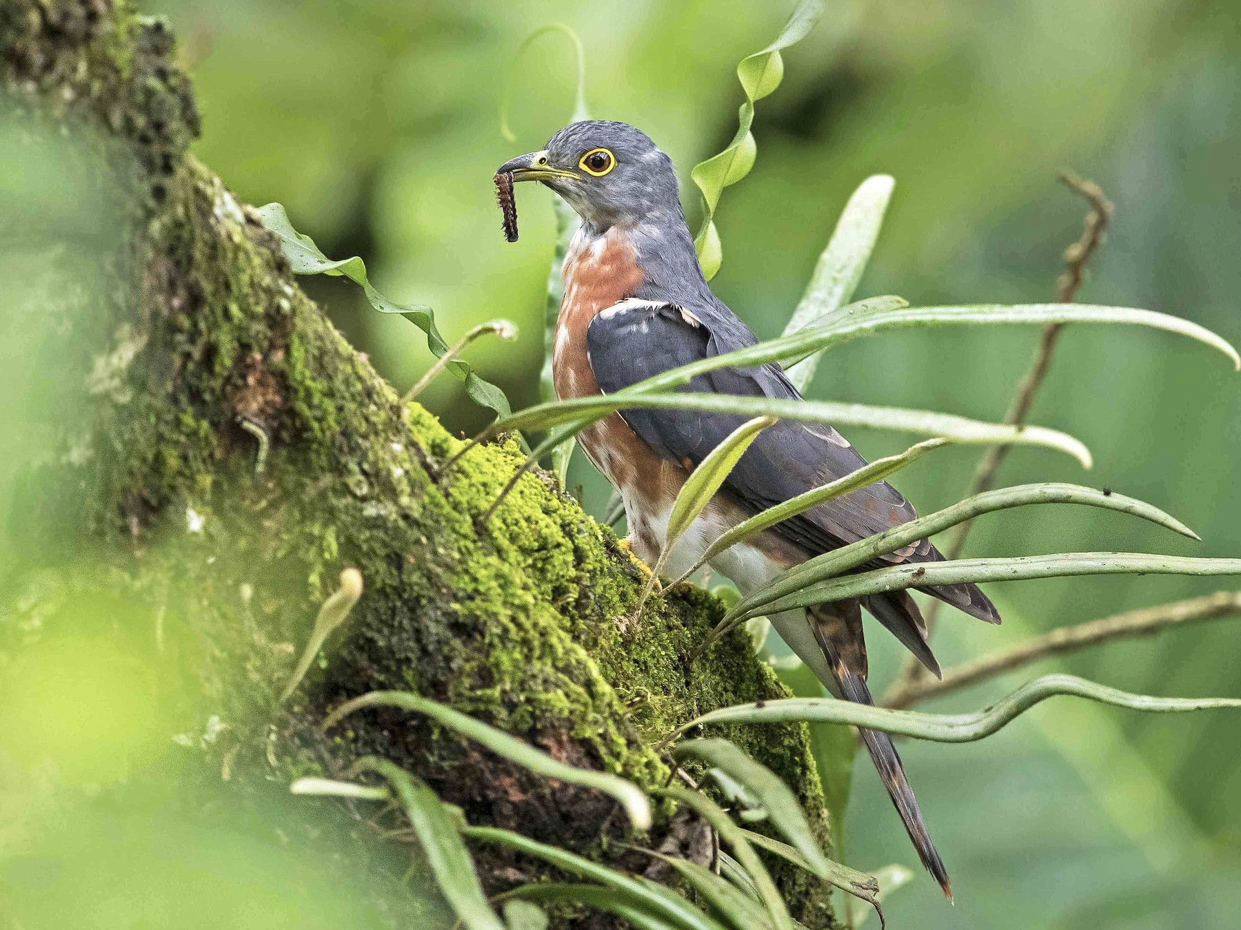 Philippine Hawk-Cuckoo - eBird