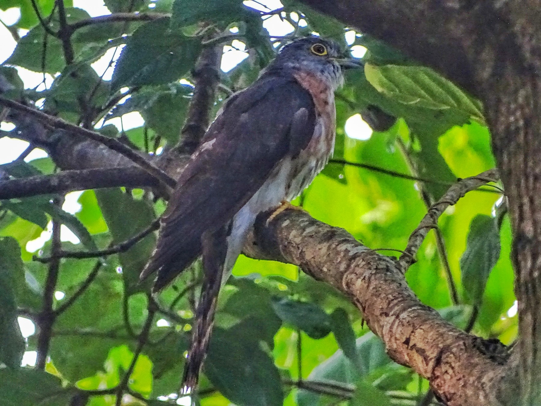 Philippine Hawk-Cuckoo - eBird