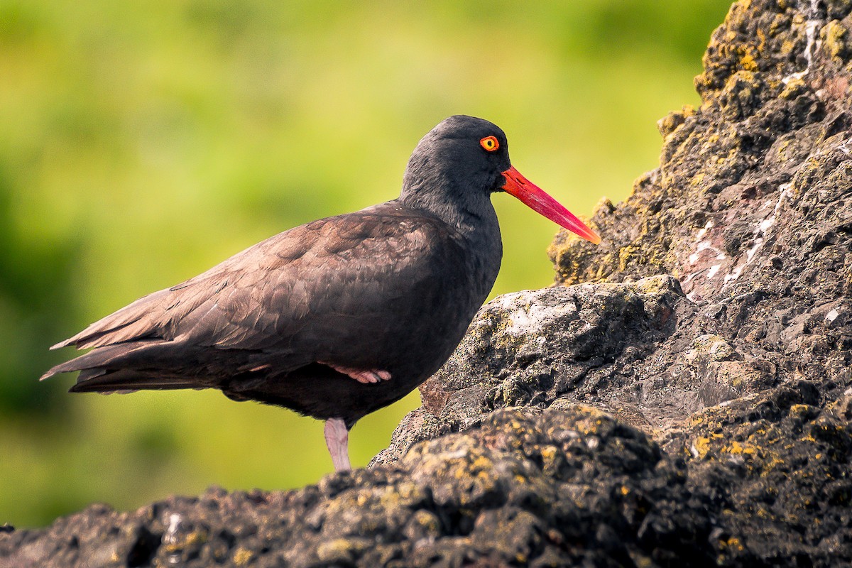 eBird Checklist - 16 Jun 2021 - Haystack Rock - 9 species