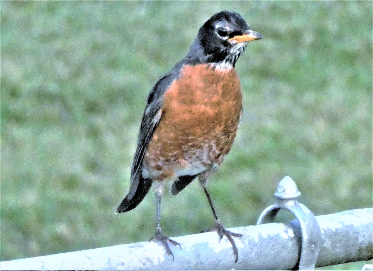eBird Checklist - 26 Jun 2021 - 1334 E. Walnut St., Lancaster - 7 species