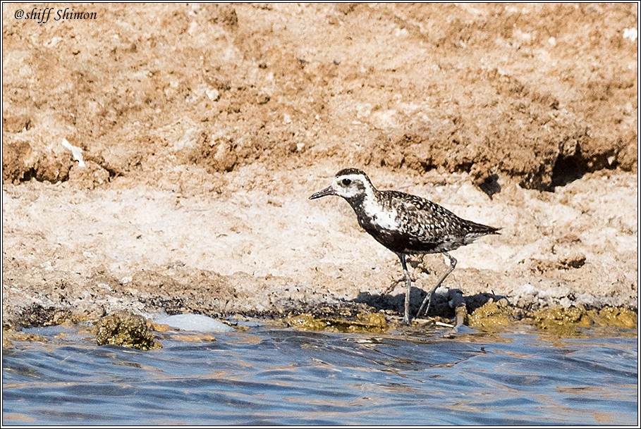 Israel Breeding Bird Atlas Checklist - 27 Jun 2021 - International ...
