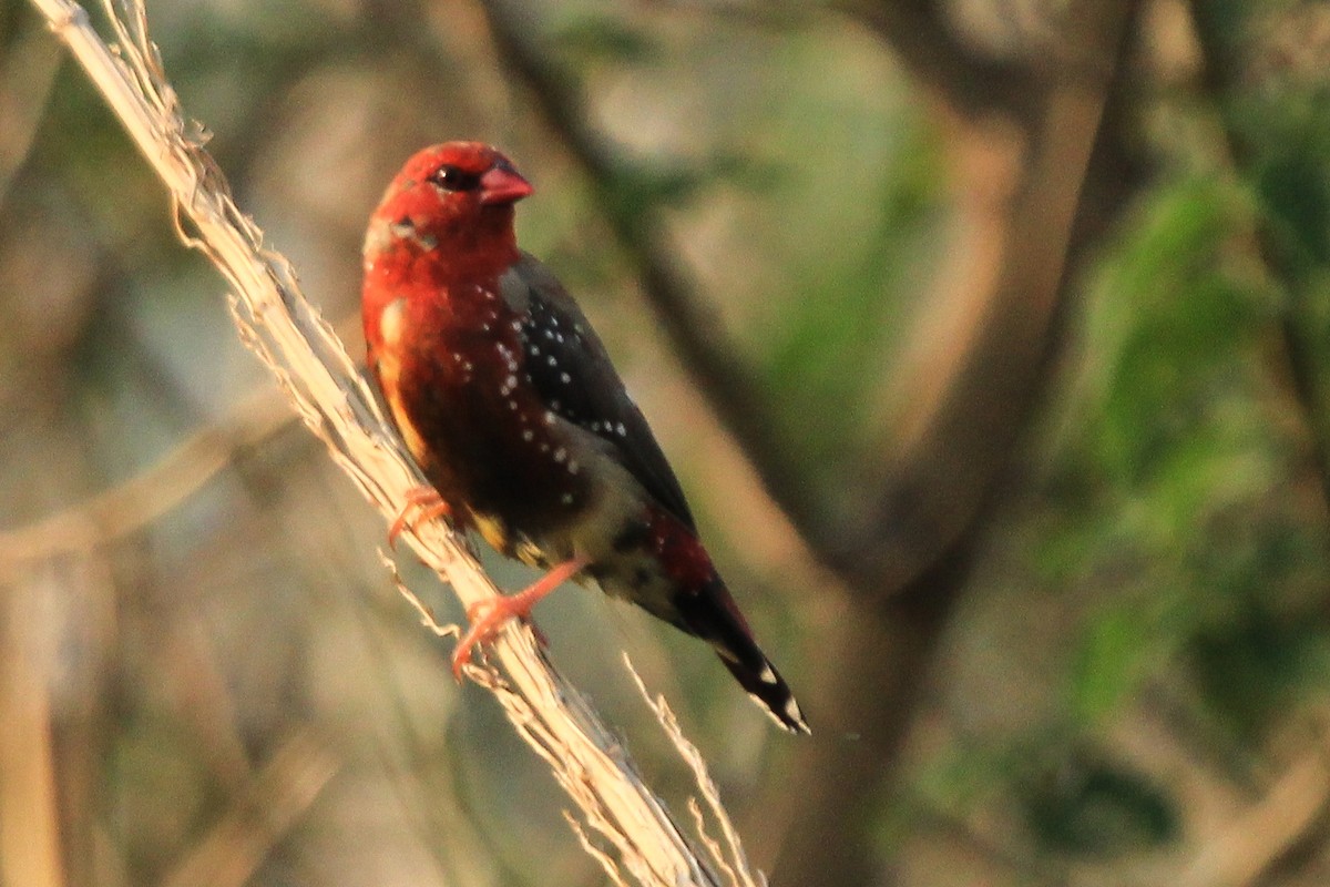 eBird Checklist - 27 Jun 2021 - Chappar Chiri - 10 species