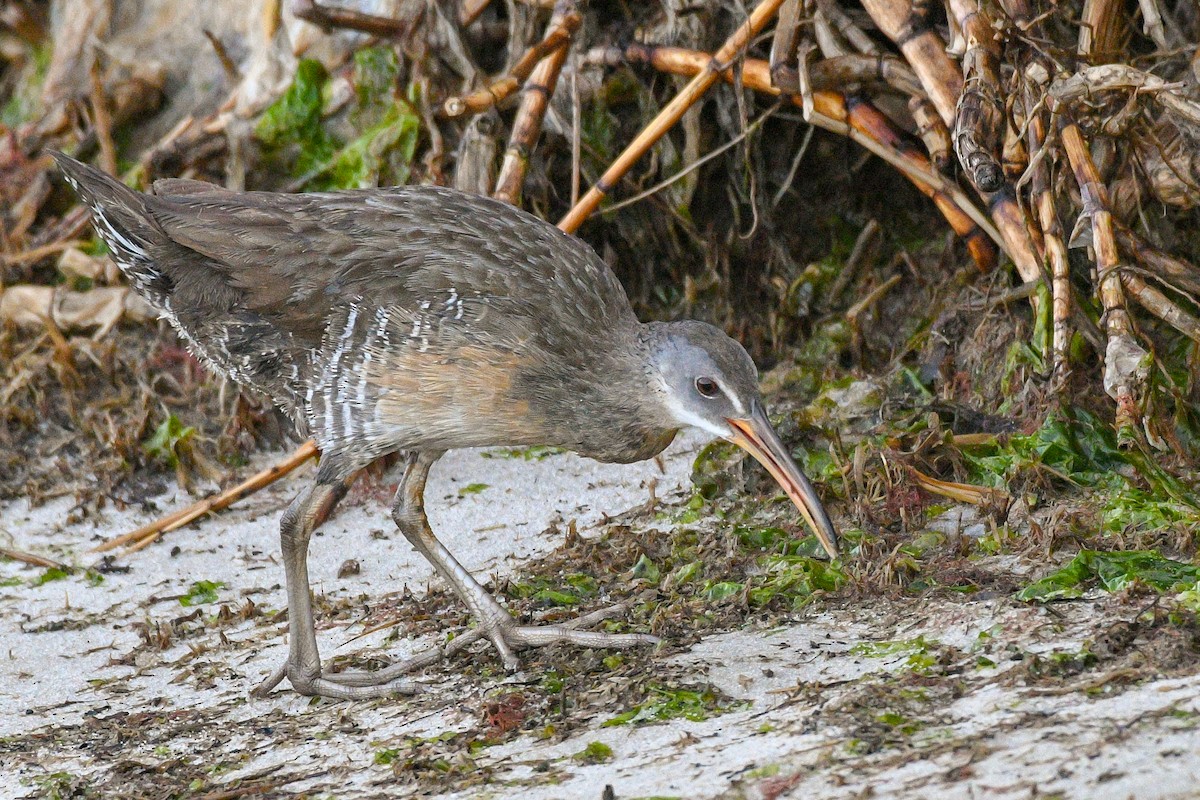 eBird Checklist - 27 Jun 2021 - Ocean City--Northside Park - 22 species