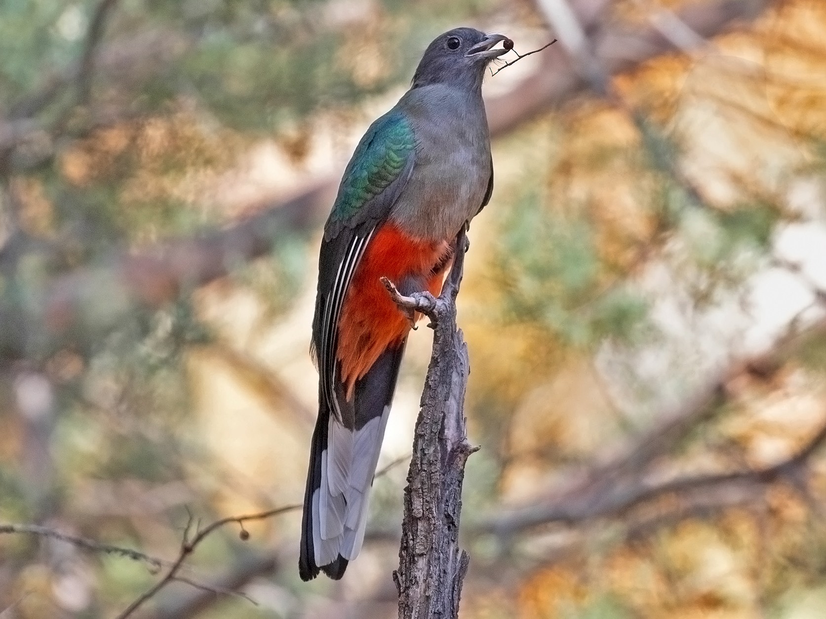 Trogón Orejón - eBird