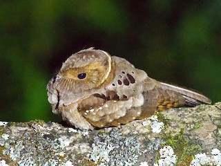 Eared Poorwill - eBird