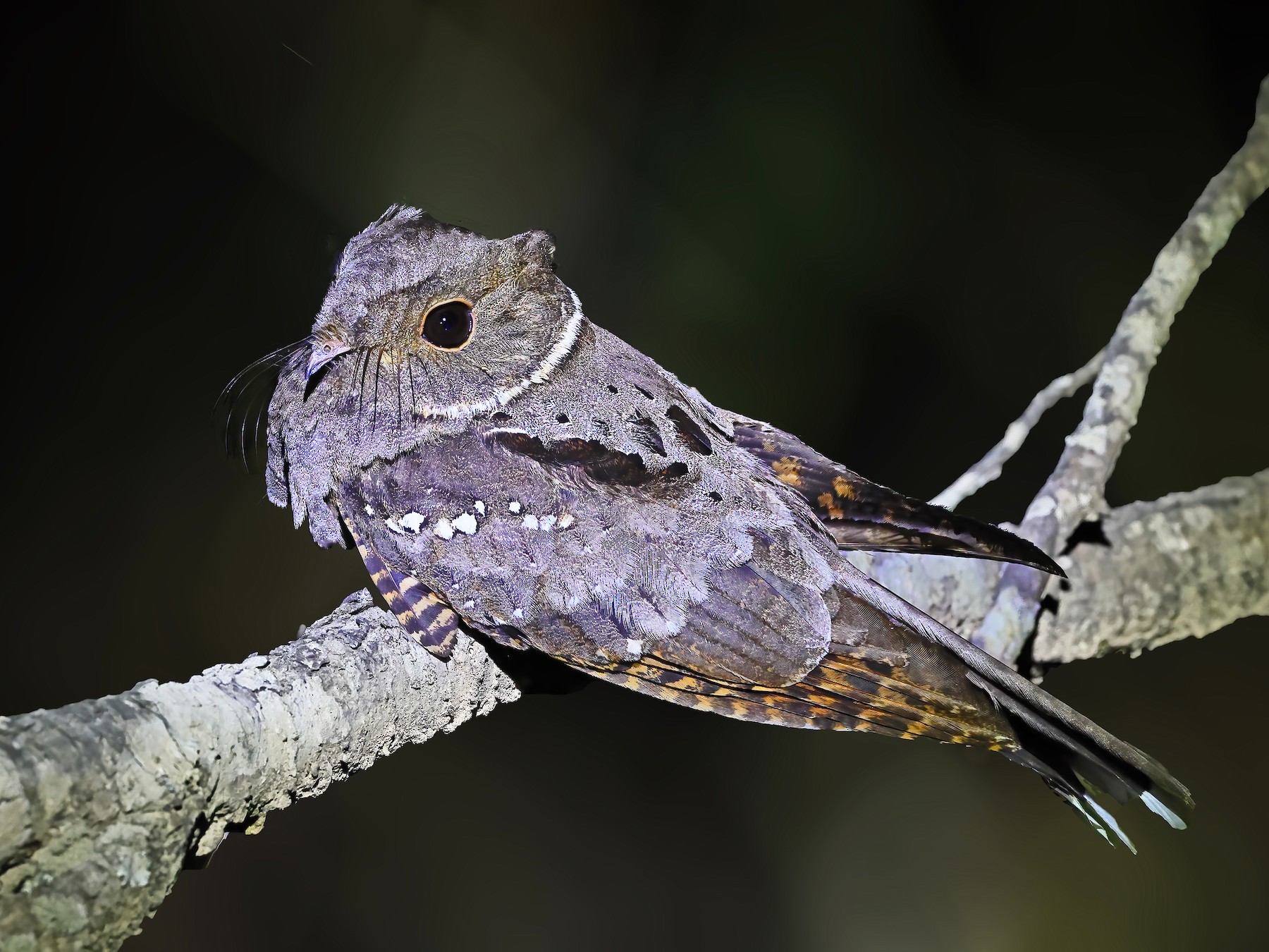 Eared Poorwill - eBird