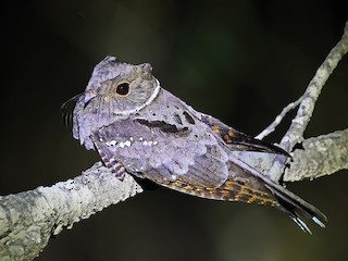 Eared Poorwill - eBird