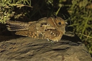 Eared Poorwill - eBird