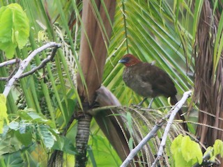 Chestnut-headed Chachalaca - eBird