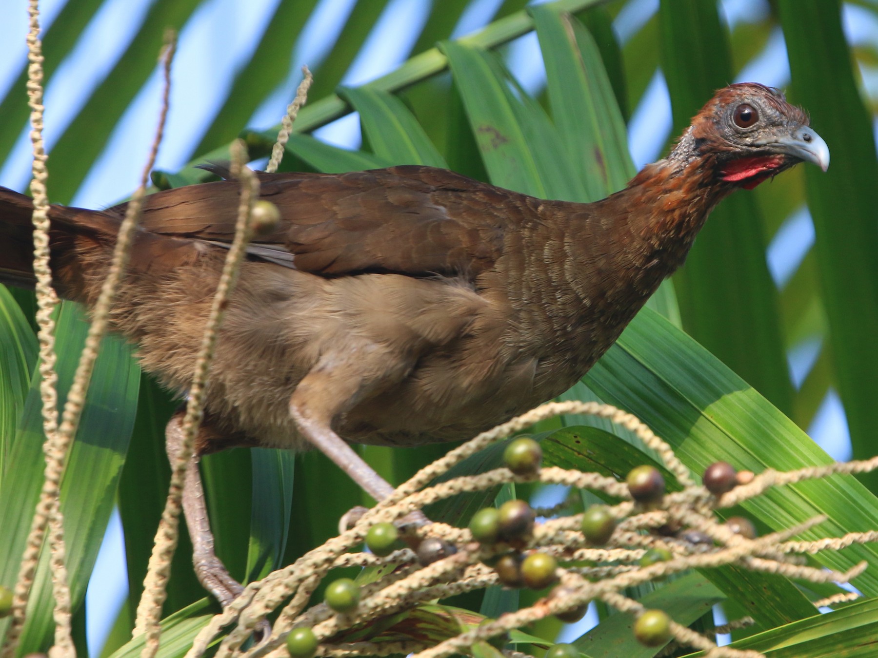 Chestnut-headed Chachalaca - eBird
