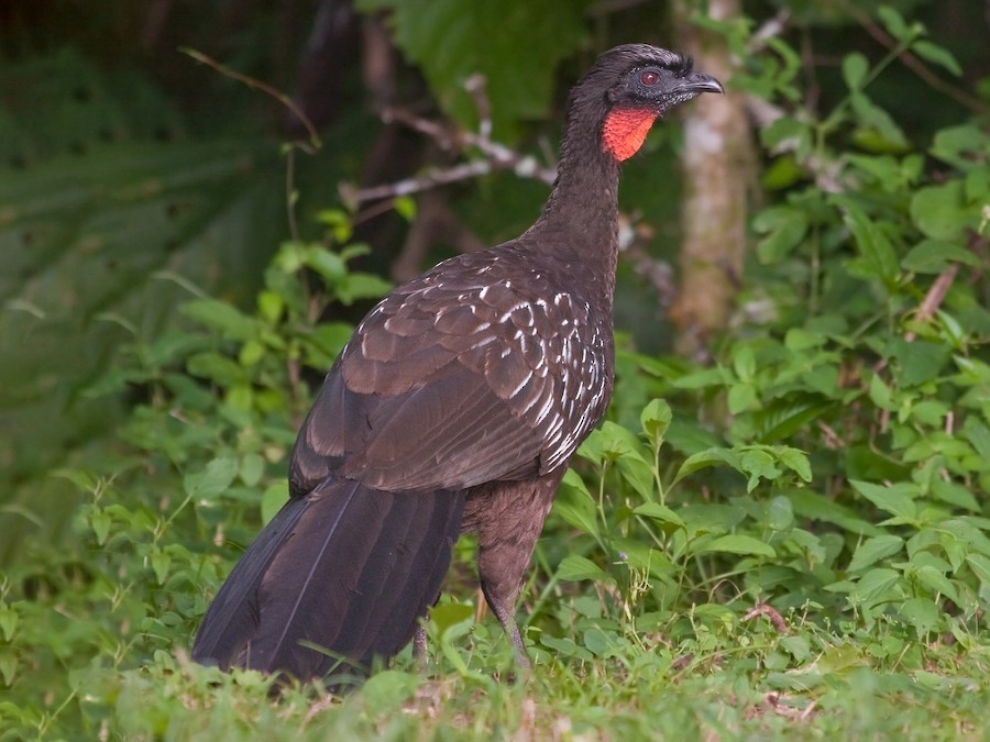 Pava de las Yungas - eBird