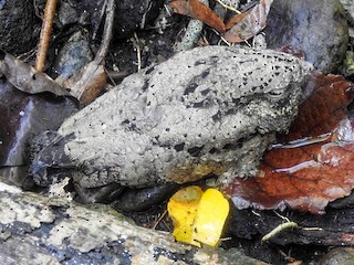 Solomons Nightjar - eBird