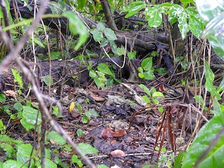 Solomons Nightjar - eBird