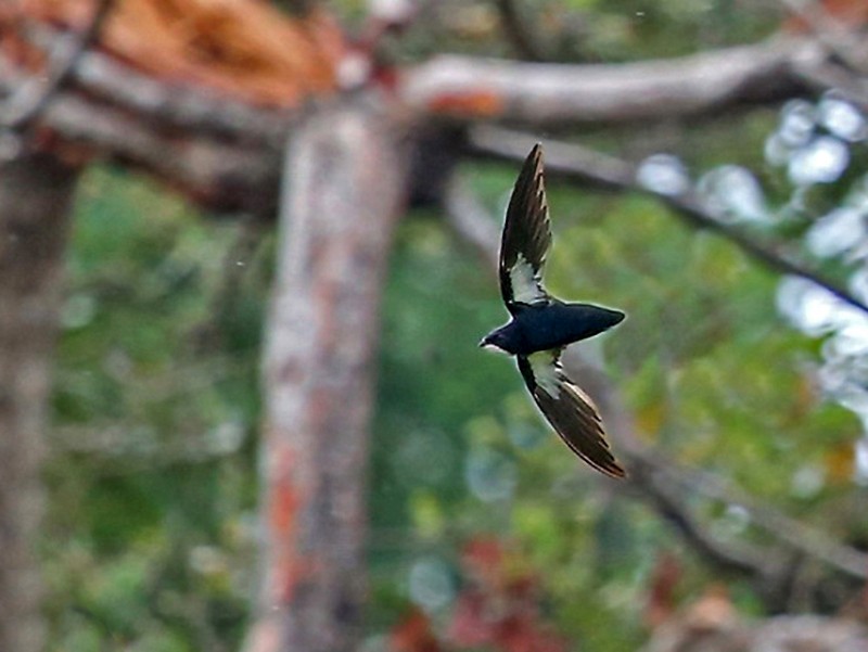 Philippine Spinetail - eBird