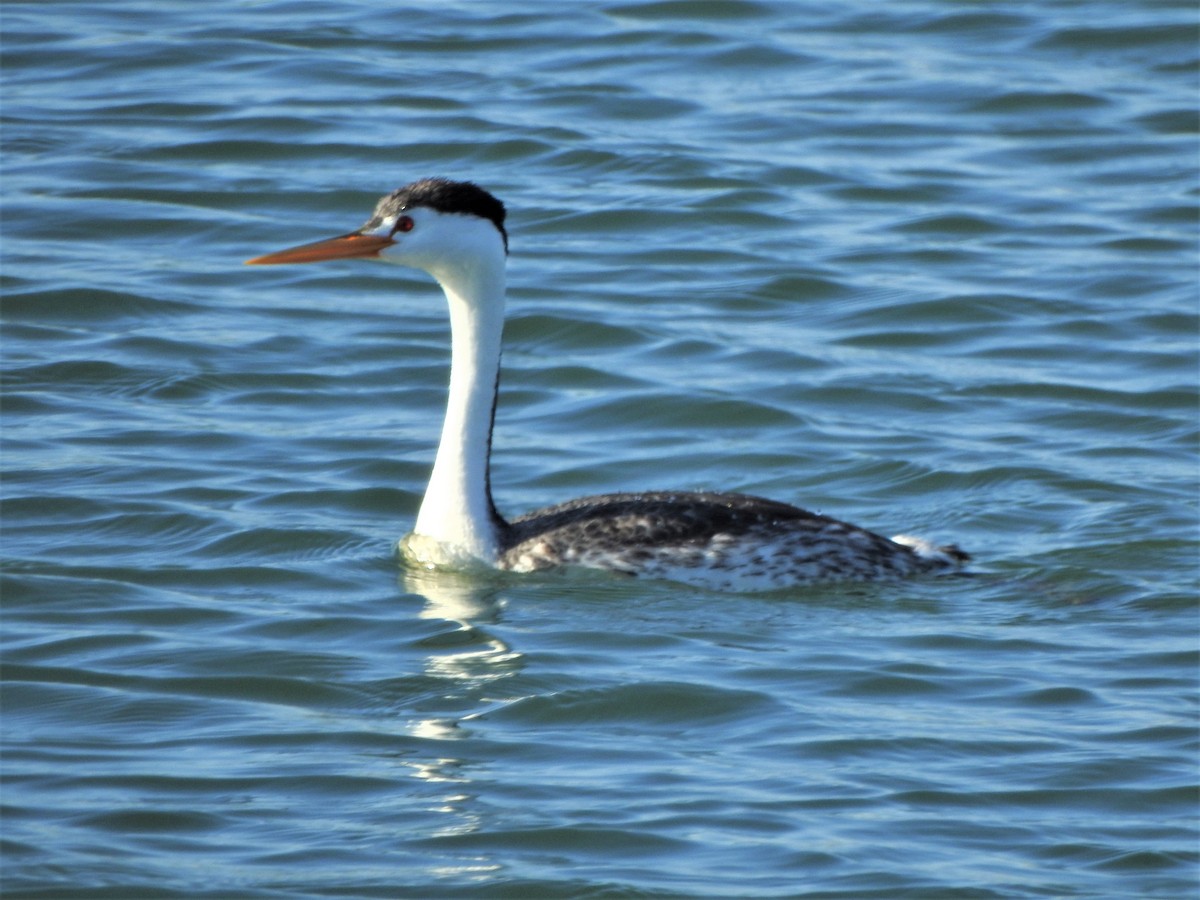 eBird Checklist - 3 Jun 2021 - Wilbur Rd--Boat Launch to Nelson - 8 species