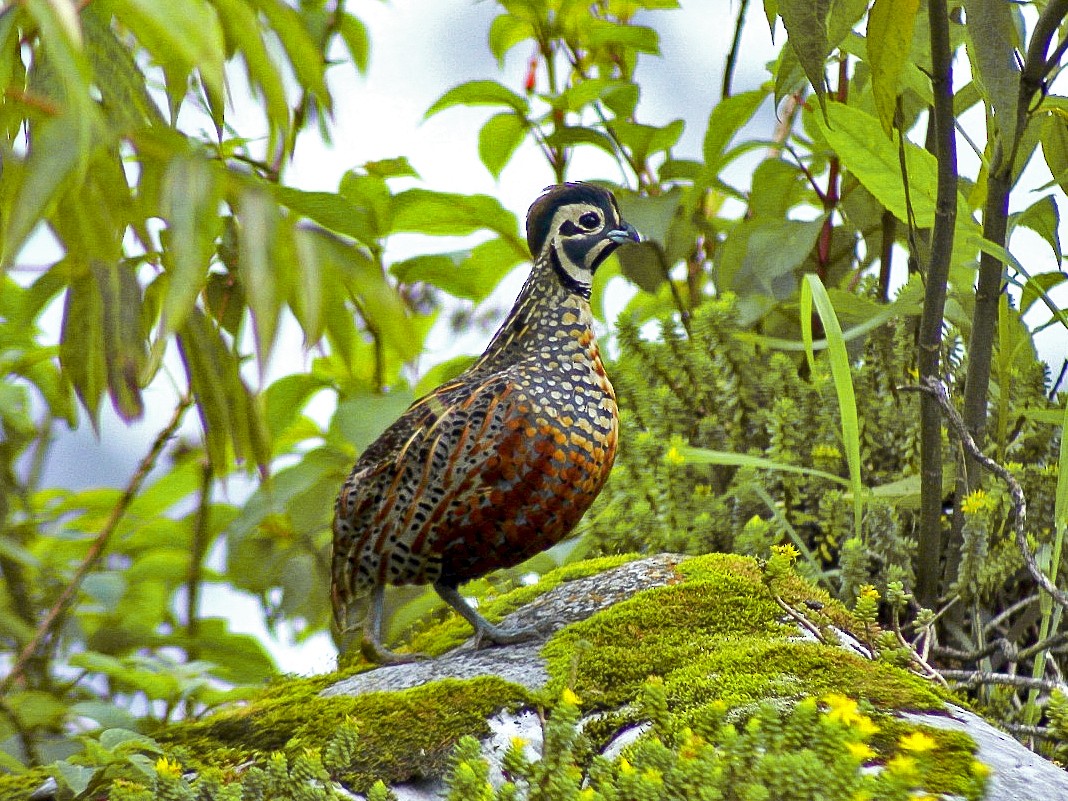 Ocellated Quail - eBird