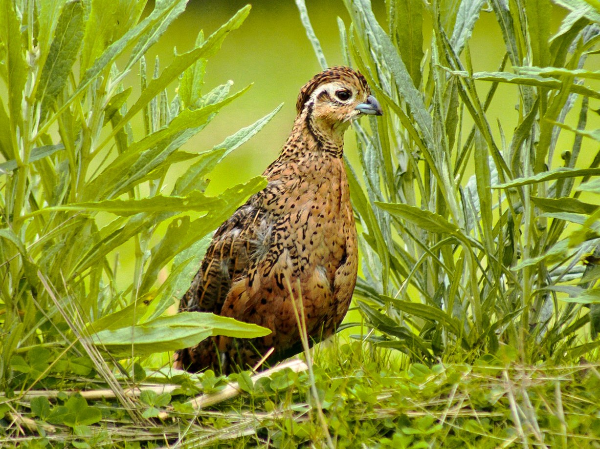 Ocellated Quail - eBird