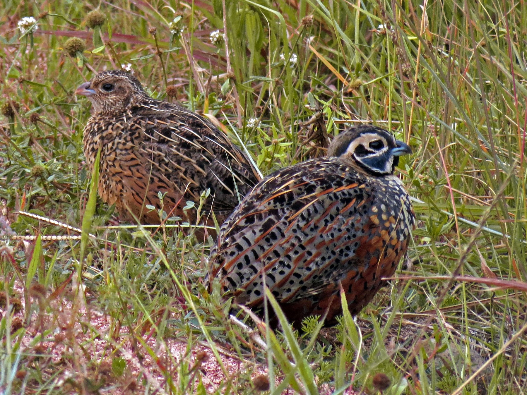 Ocellated Quail - eBird