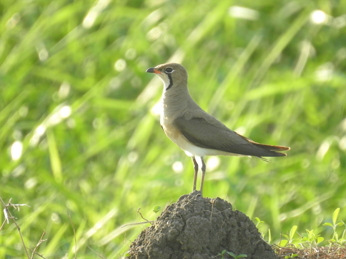 eBird Checklist - 14 Jun 2021 - Malagasang-Bucandala-Alapan Bypass ...