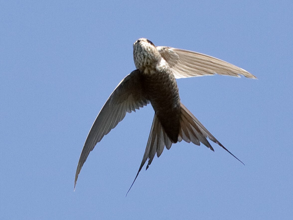 Malagasy Palm Swift - eBird