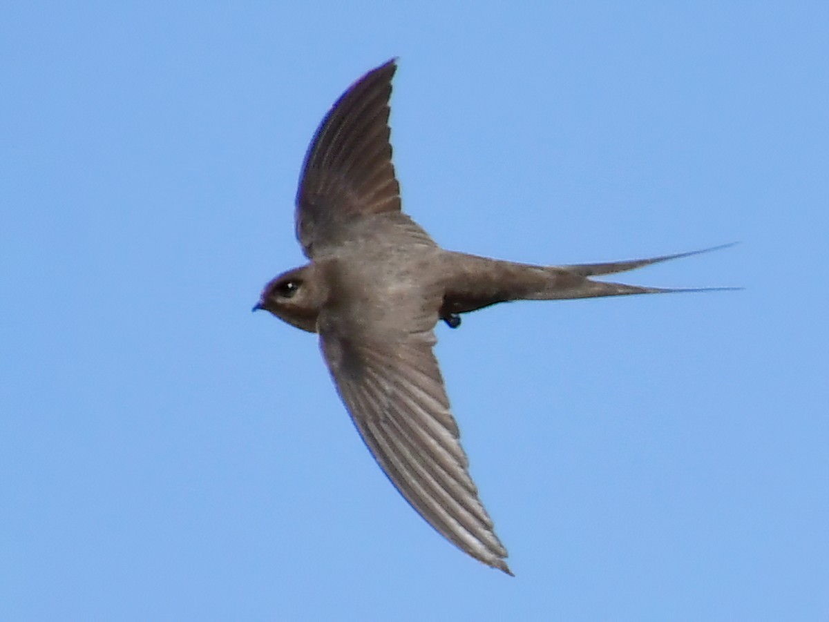 Malagasy Palm Swift - eBird