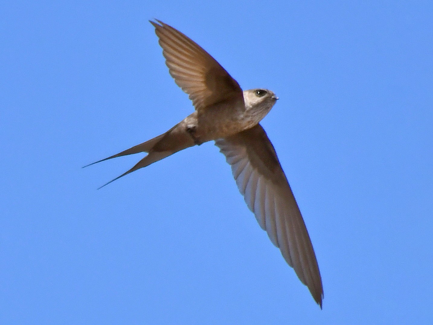 Malagasy Palm Swift - eBird