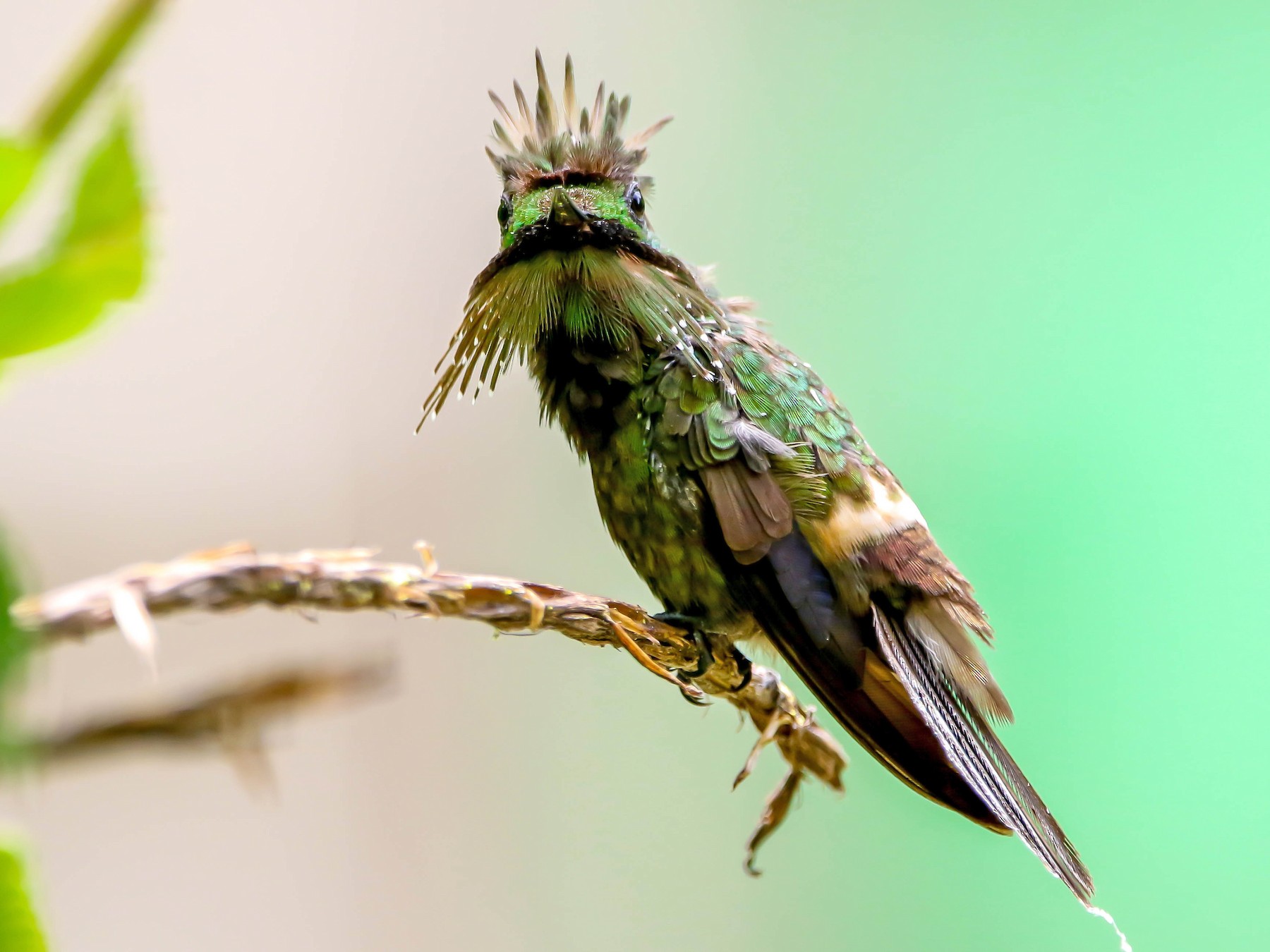 Butterfly Coquette - eBird