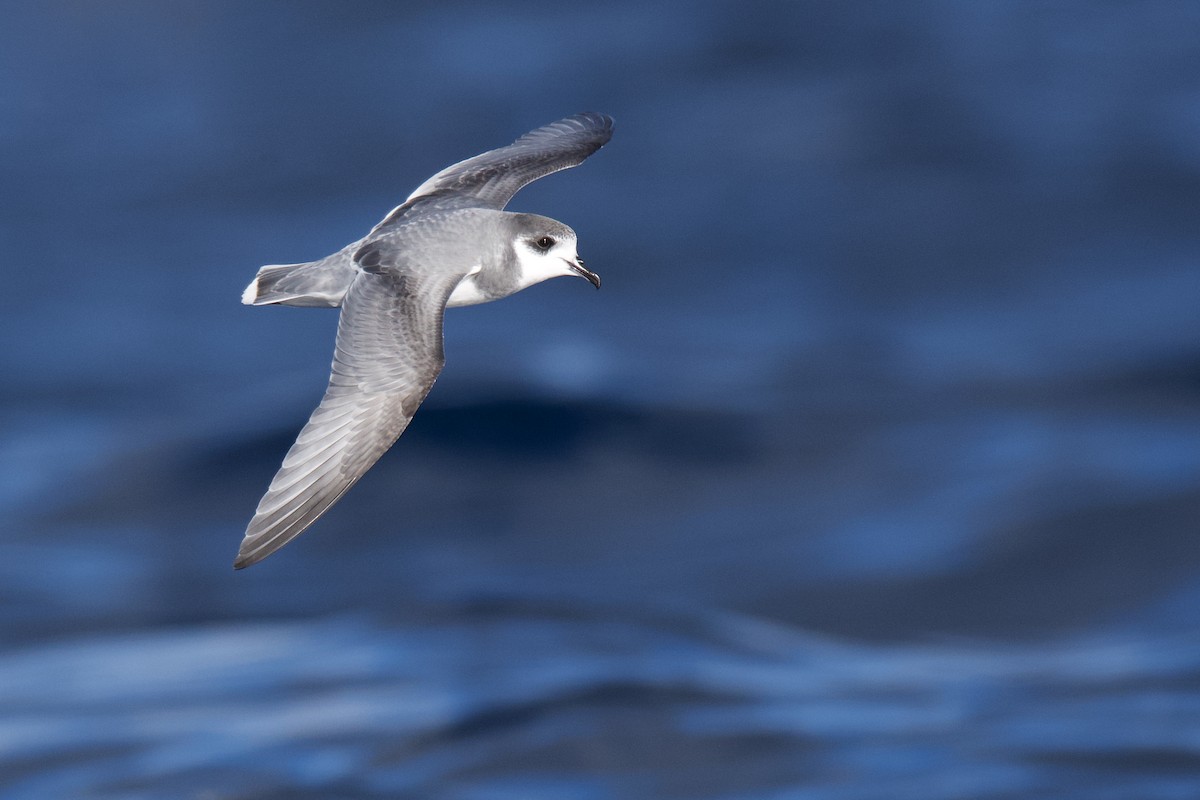 ML351095491 - Blue Petrel - Macaulay Library