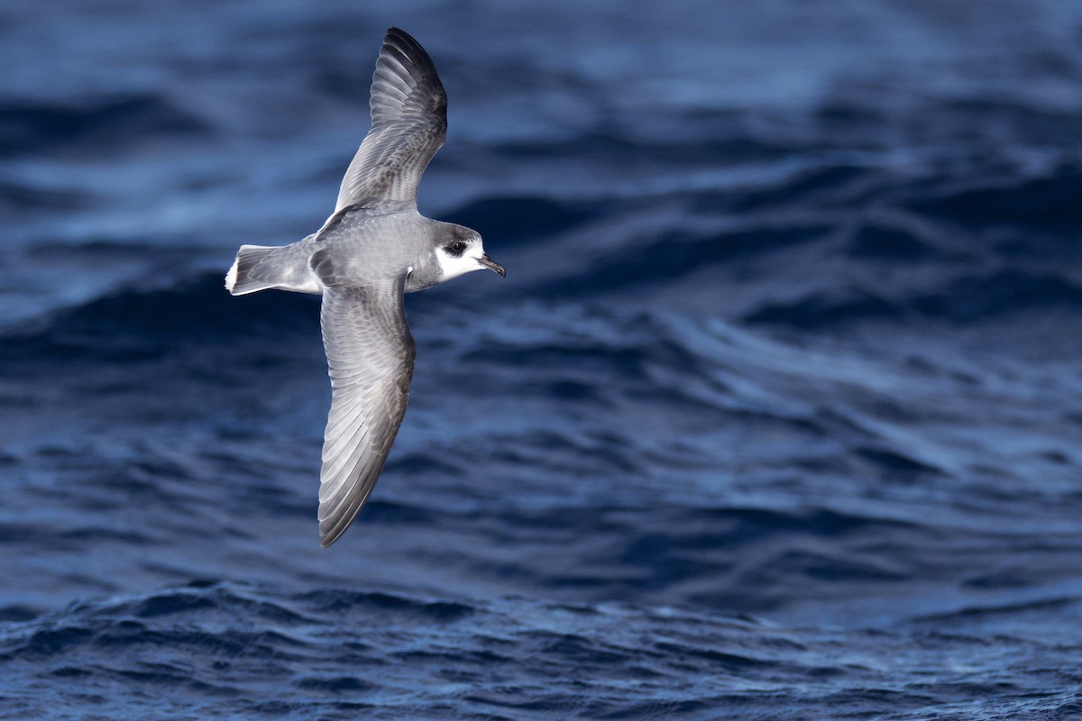 Blue Petrel - Halobaena caerulea - Birds of the World