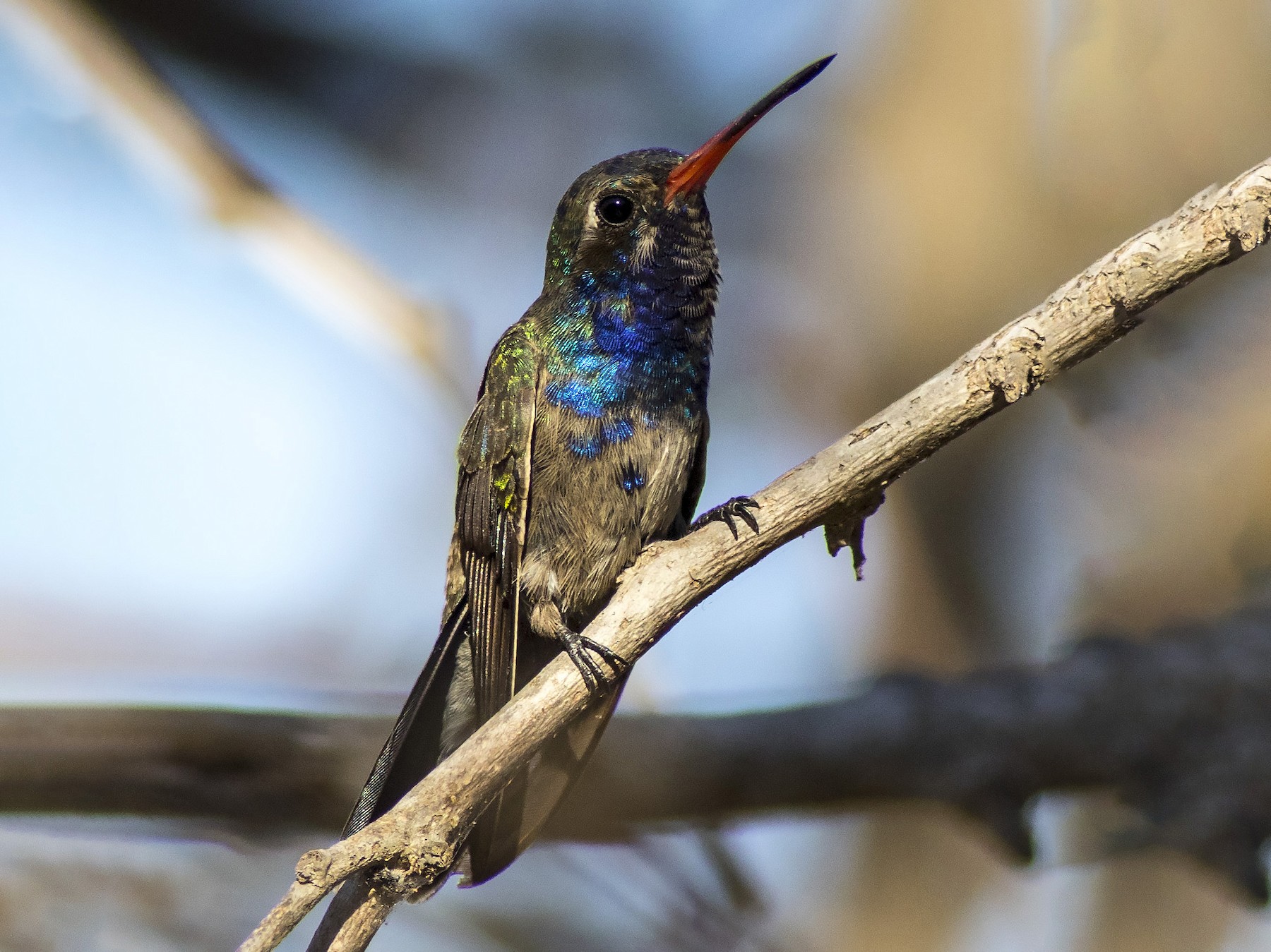 Colibrí Pico Ancho Mexicano - eBird