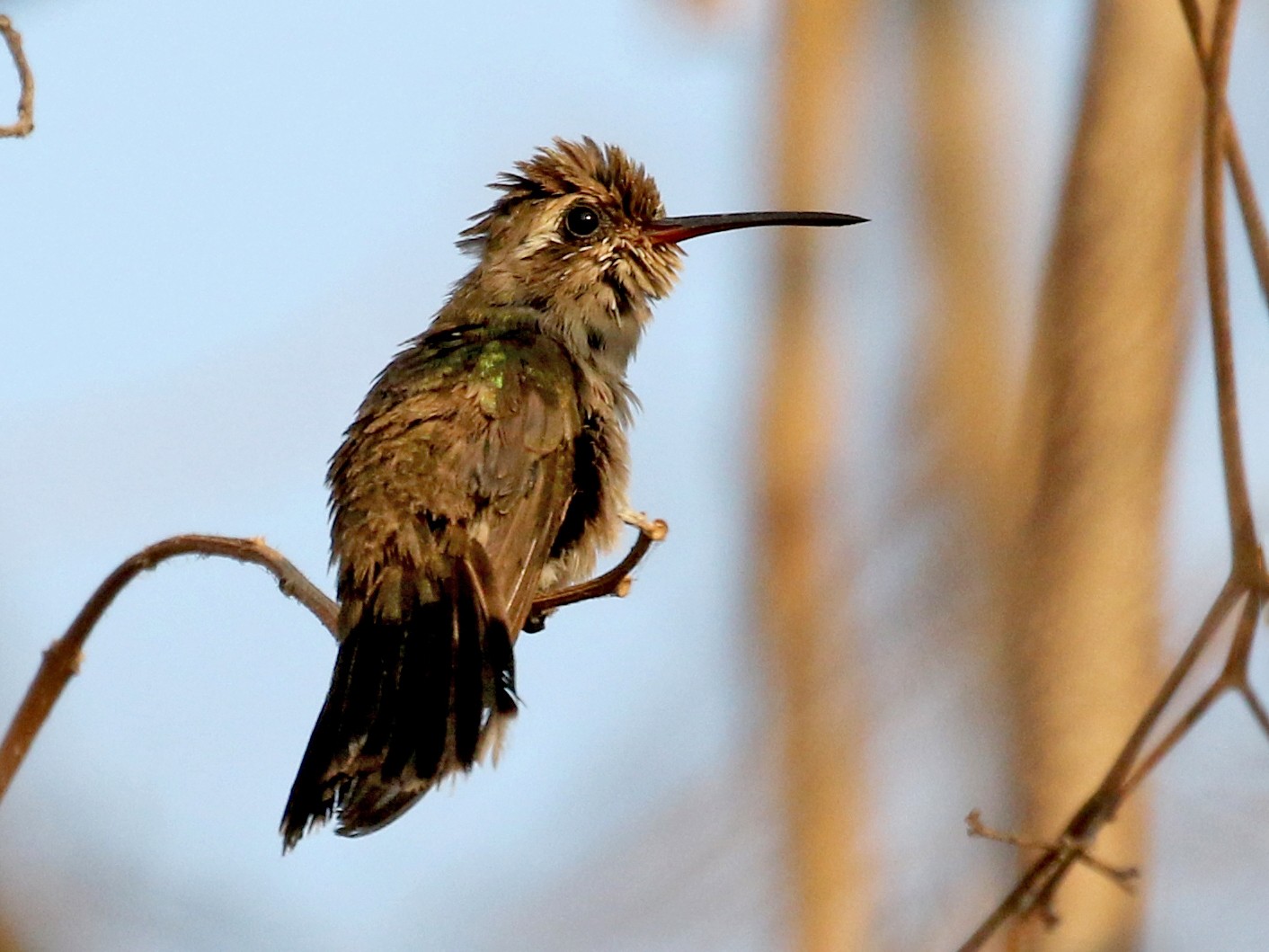 Colibrí Pico Ancho Mexicano - eBird
