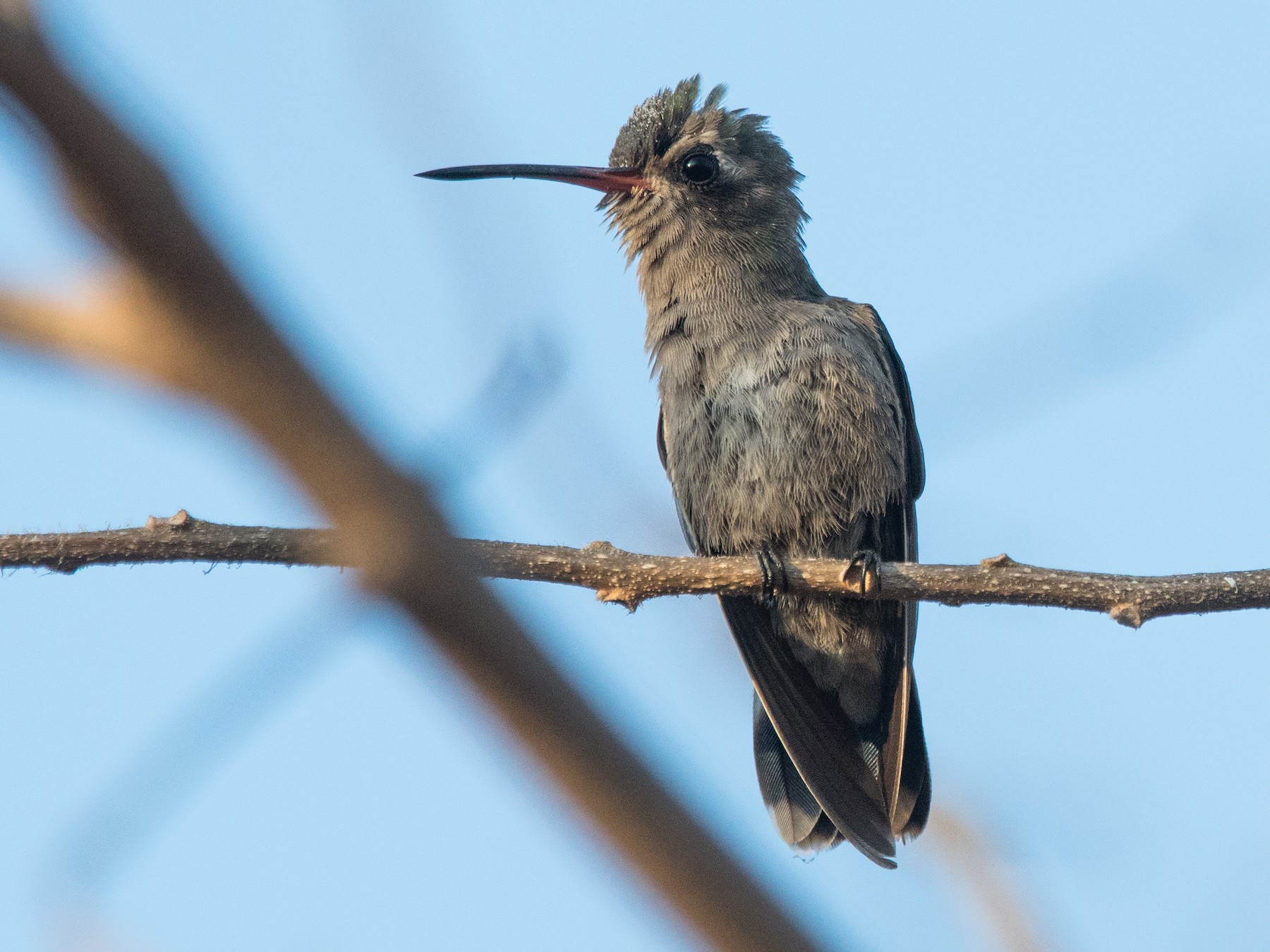 Colibrí Pico Ancho Mexicano - eBird