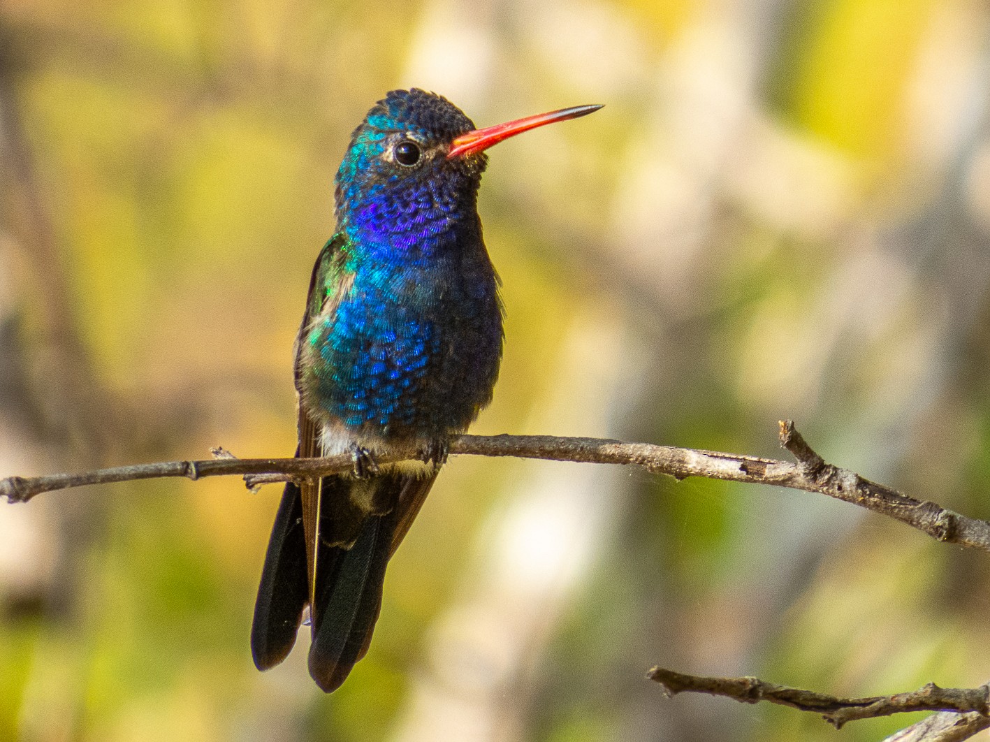 Colibrí Pico Ancho Mexicano - eBird