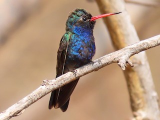 Turquoise-crowned Hummingbird - Cynanthus doubledayi - Birds of the World